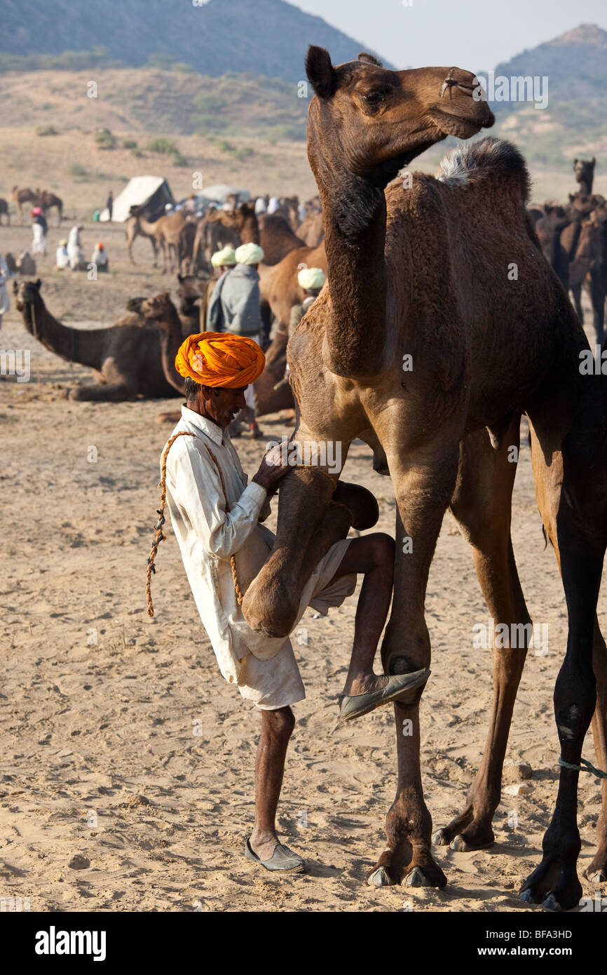 Camel foot hi-res stock photography and images - Alamy