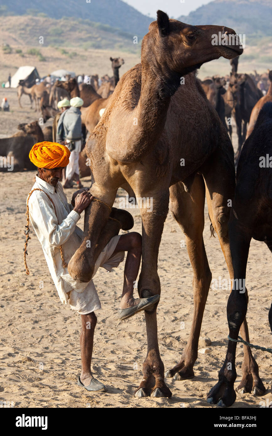 Camel foot hi-res stock photography and images - Alamy