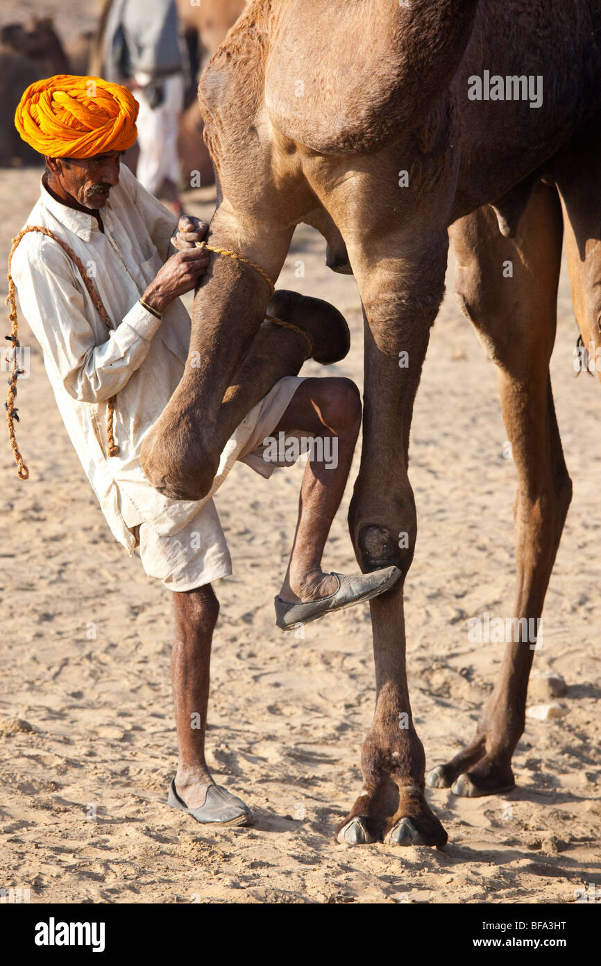 Camel foot hi-res stock photography and images - Alamy