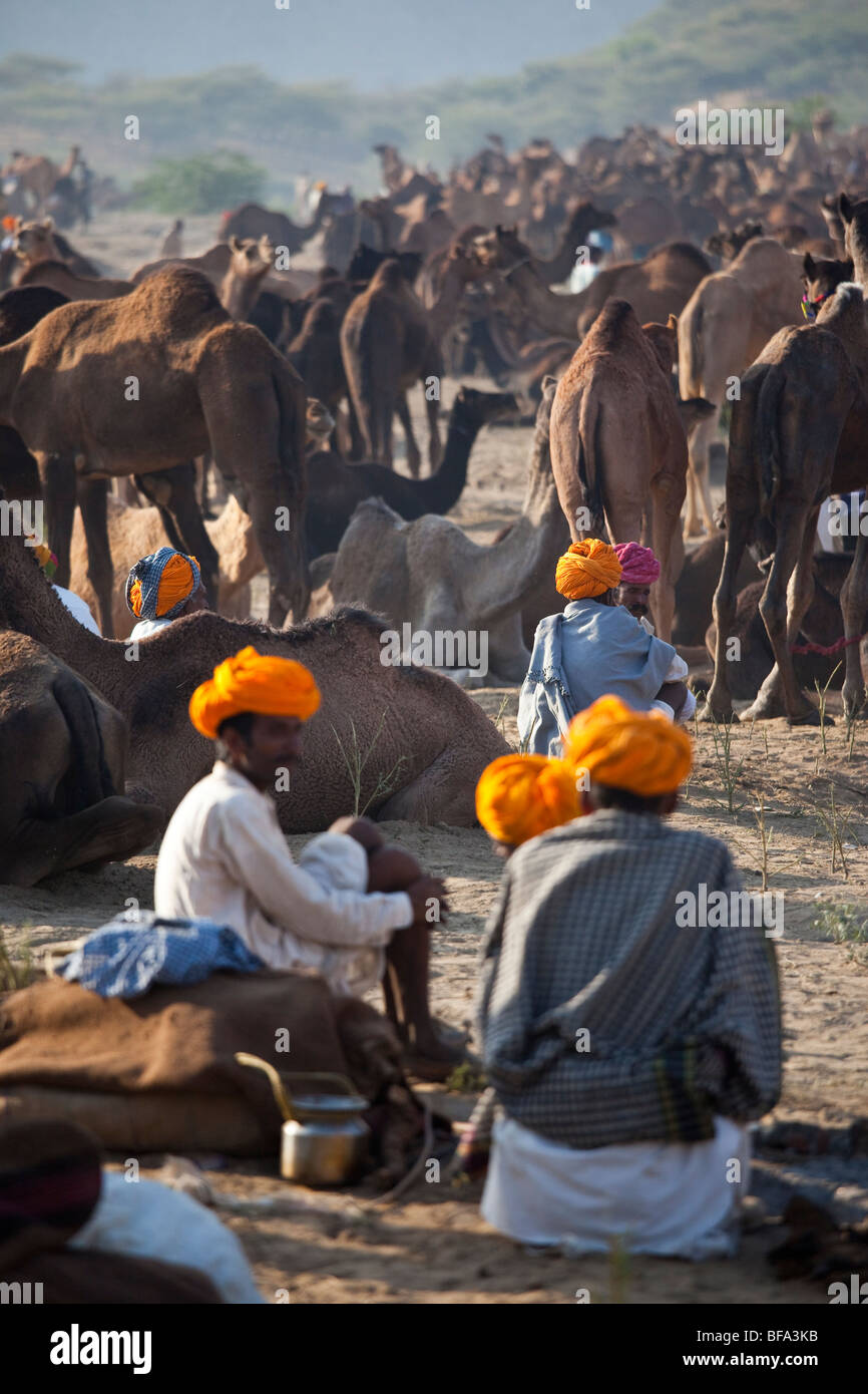 Animal camel fair faire festival india indian man mela people hi-res ...