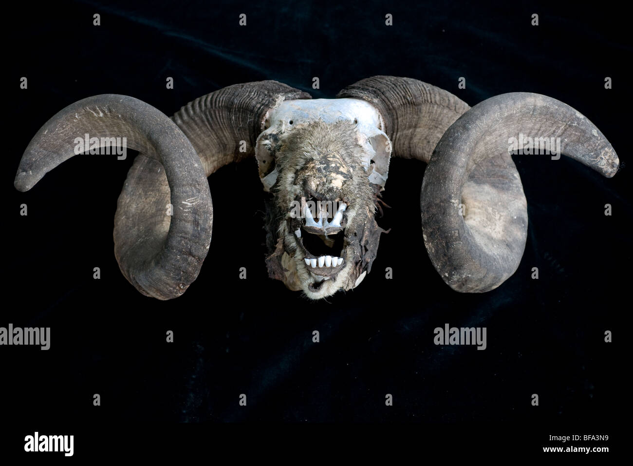 Ram Animal Head Skull