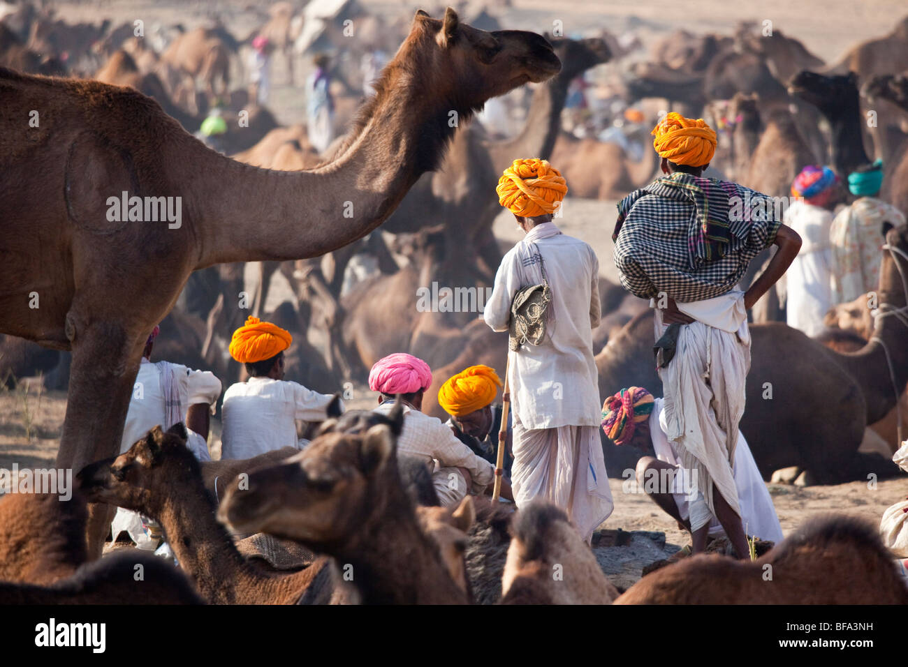 Animal camel fair faire festival india indian man mela people hi-res ...