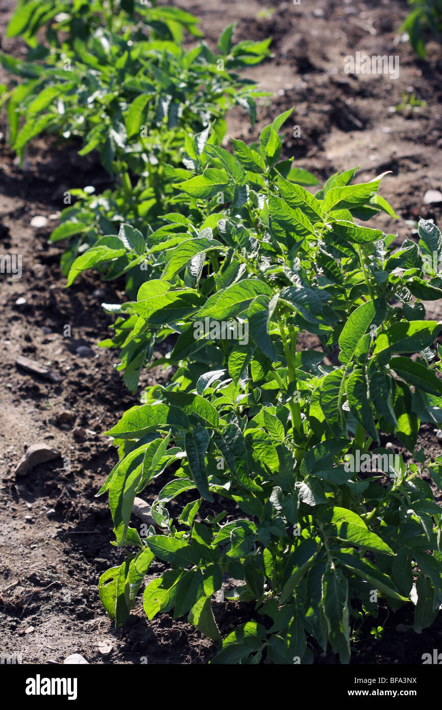 Crunchy plants hi-res stock photography and images - Alamy