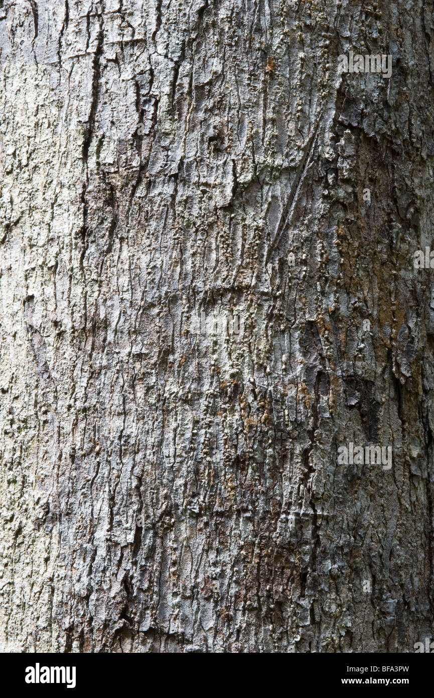 Soft Wallaba or Bootlace tree (Eperua falcata) close-up bark Iwokrama ...