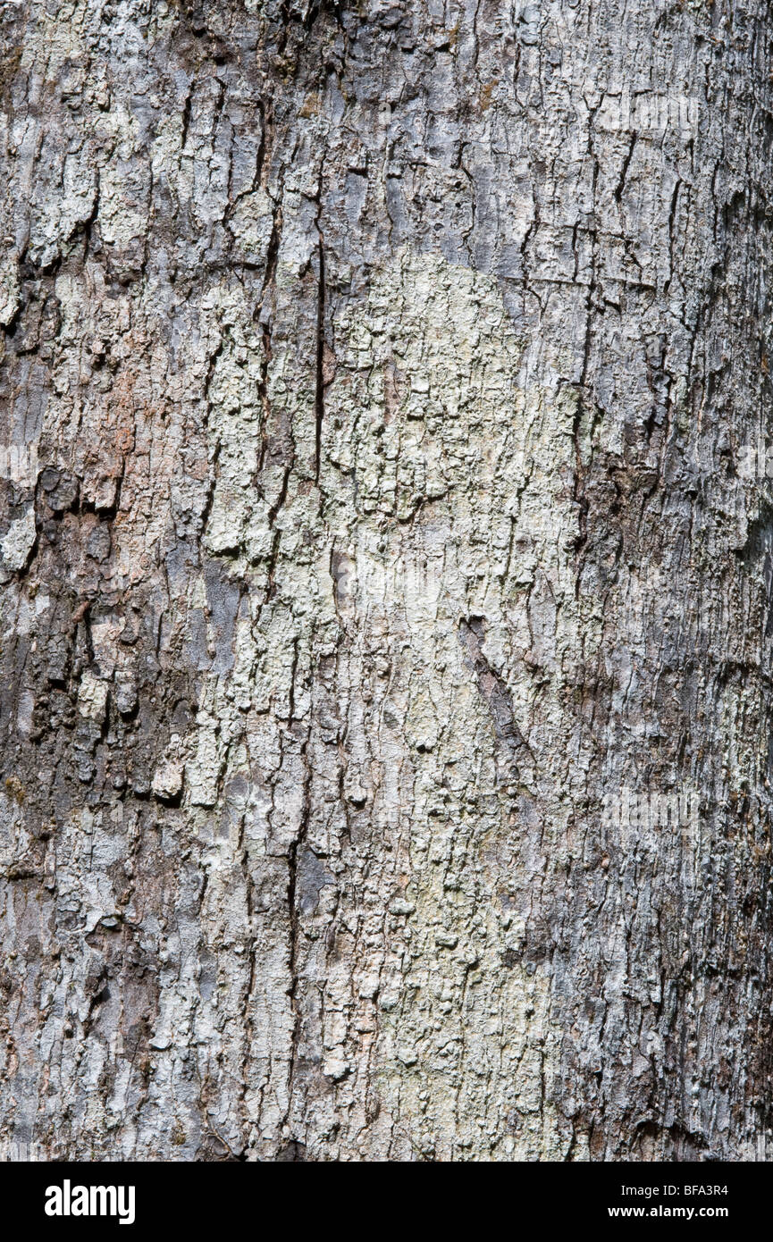 Wallaba hi-res stock photography and images - Alamy