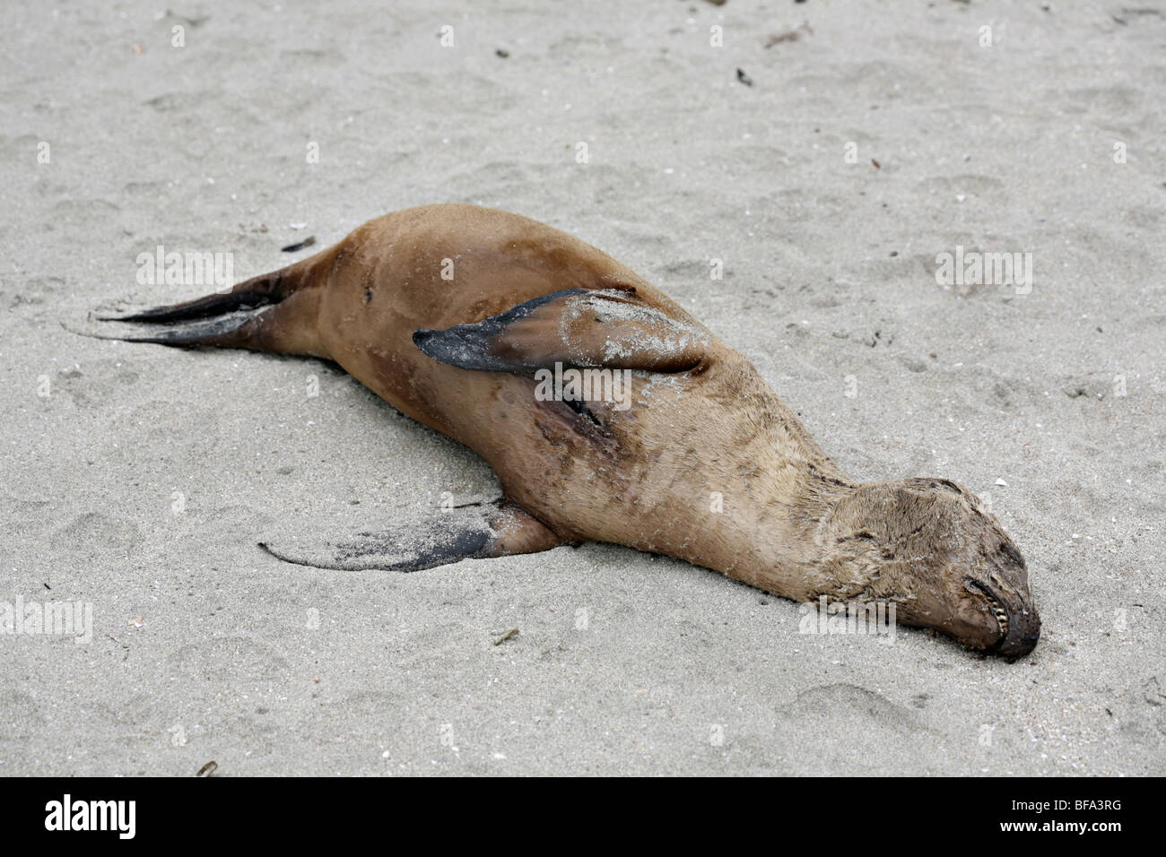 Dead seal hi-res stock photography and images - Alamy