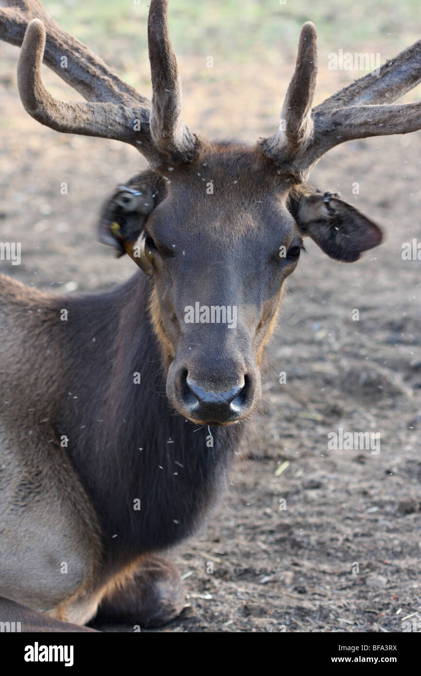 Single domestic elk bedded down Stock Photo - Alamy