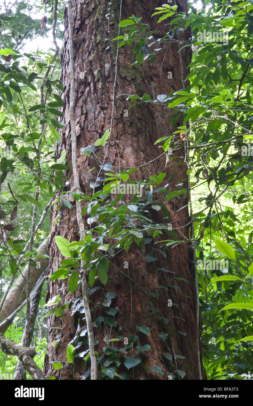 Brazilian Cedar (Cedrelinga catenaeformis) trunk among vegitation ...