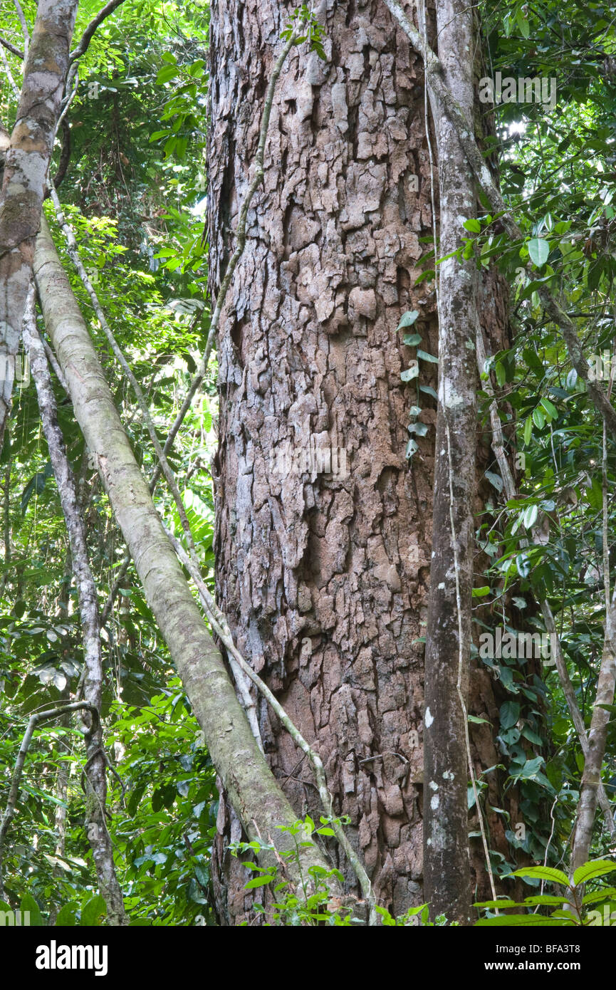 Brazilian Cedar (Cedrelinga catenaeformis) trunk among vegetation ...