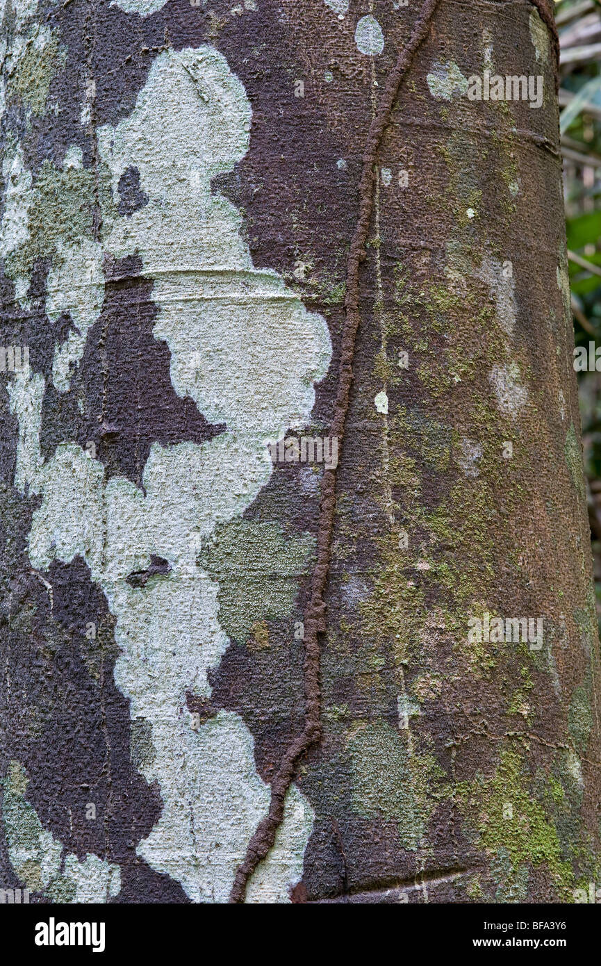 Duka (Tapirira marchandii) close-up bark Iwokrama Rainforest Guiana ...