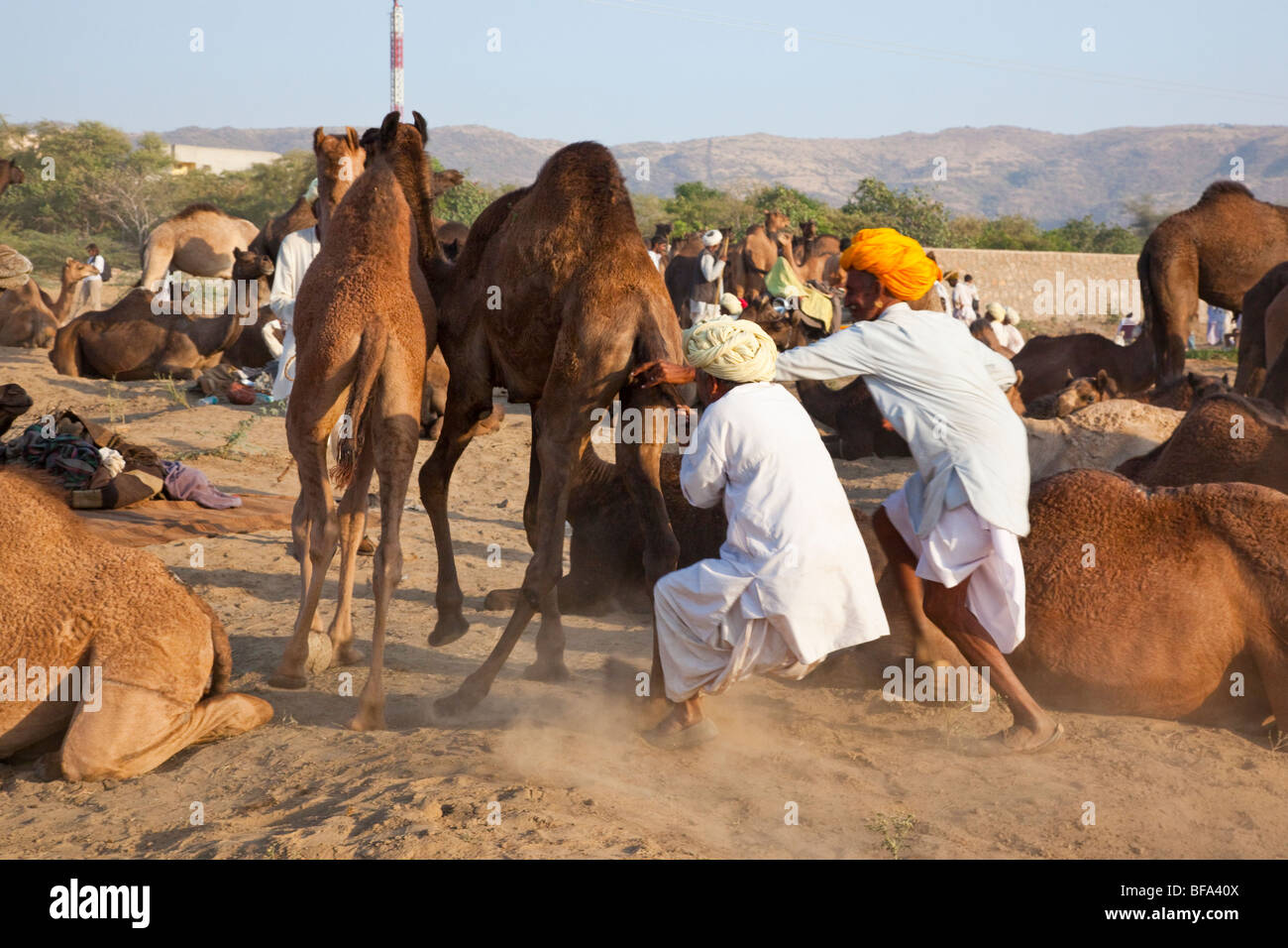 Camel handler hi-res stock photography and images - Alamy