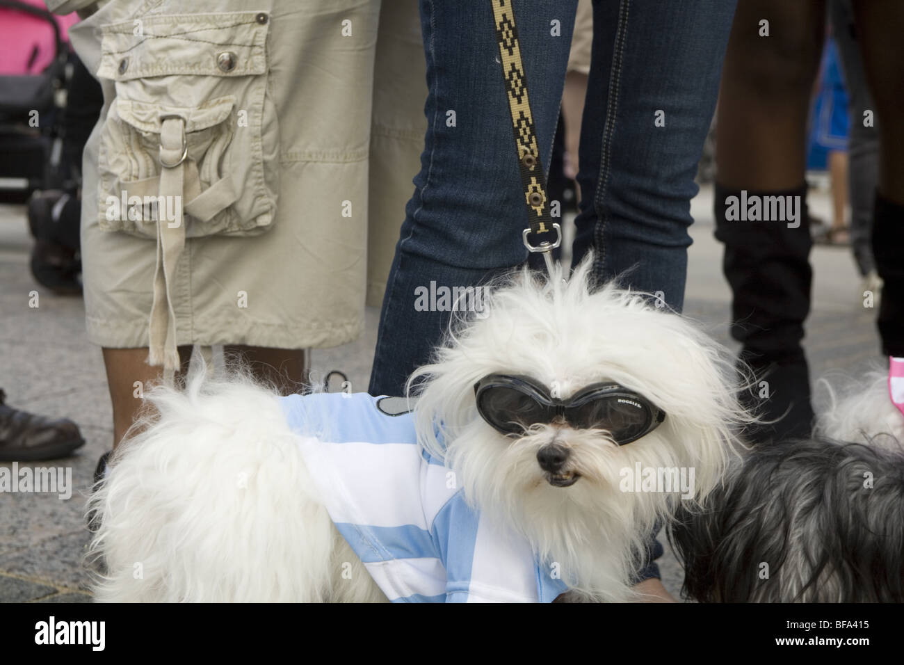 Dog parade hi-res stock photography and images - Alamy