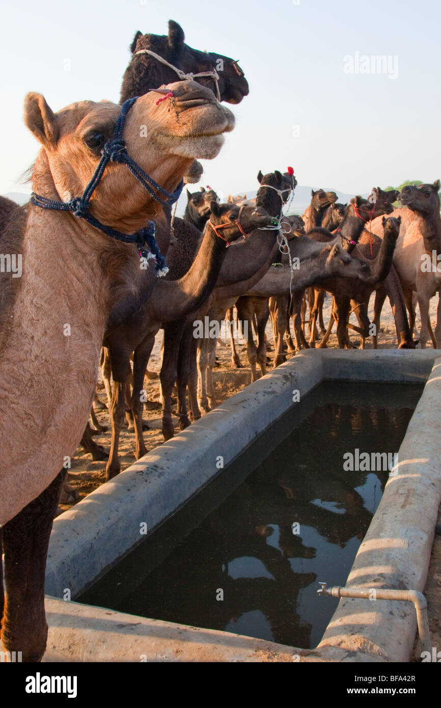 Camel watering trough hi-res stock photography and images - Alamy