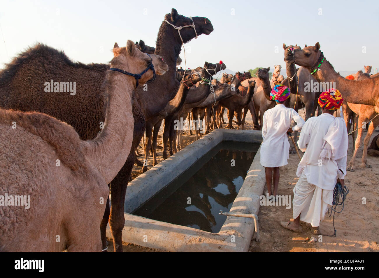 Camels around a watering trough at the Camel Fair in Pushkar India ...