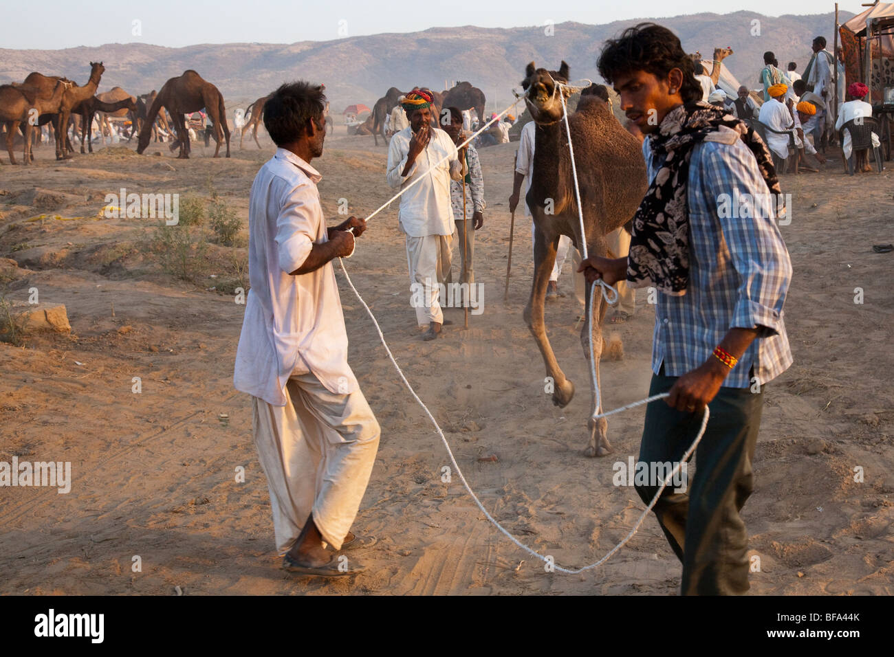 Baby camel sold and being taken from its mother at the Camel Fare in ...