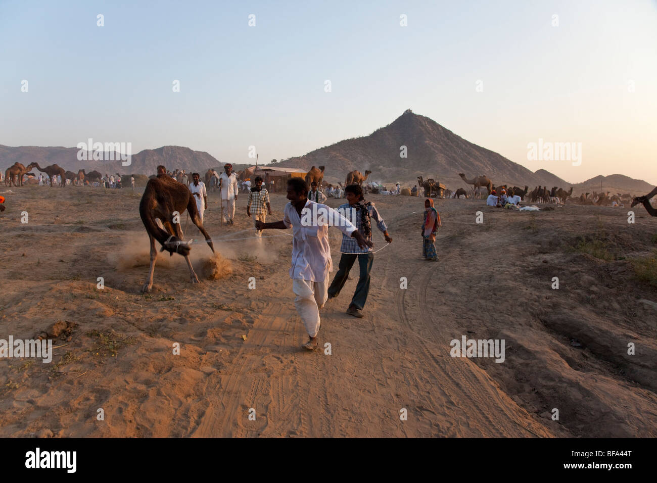 Baby camel sold and being taken from its mother at the Camel Fare in ...