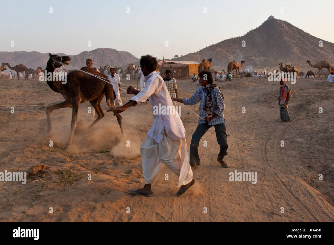 Baby camel sold and being taken from its mother at the Camel Fare in ...