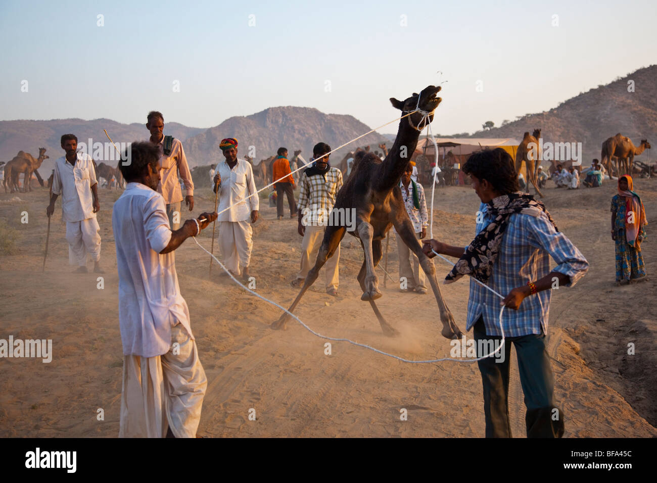 Baby camel sold and being taken from its mother at the Camel Fare in ...