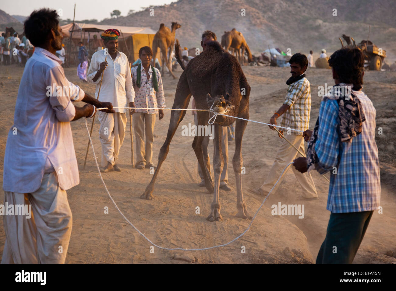 Baby camel sold and being taken from its mother at the Camel Fare in ...