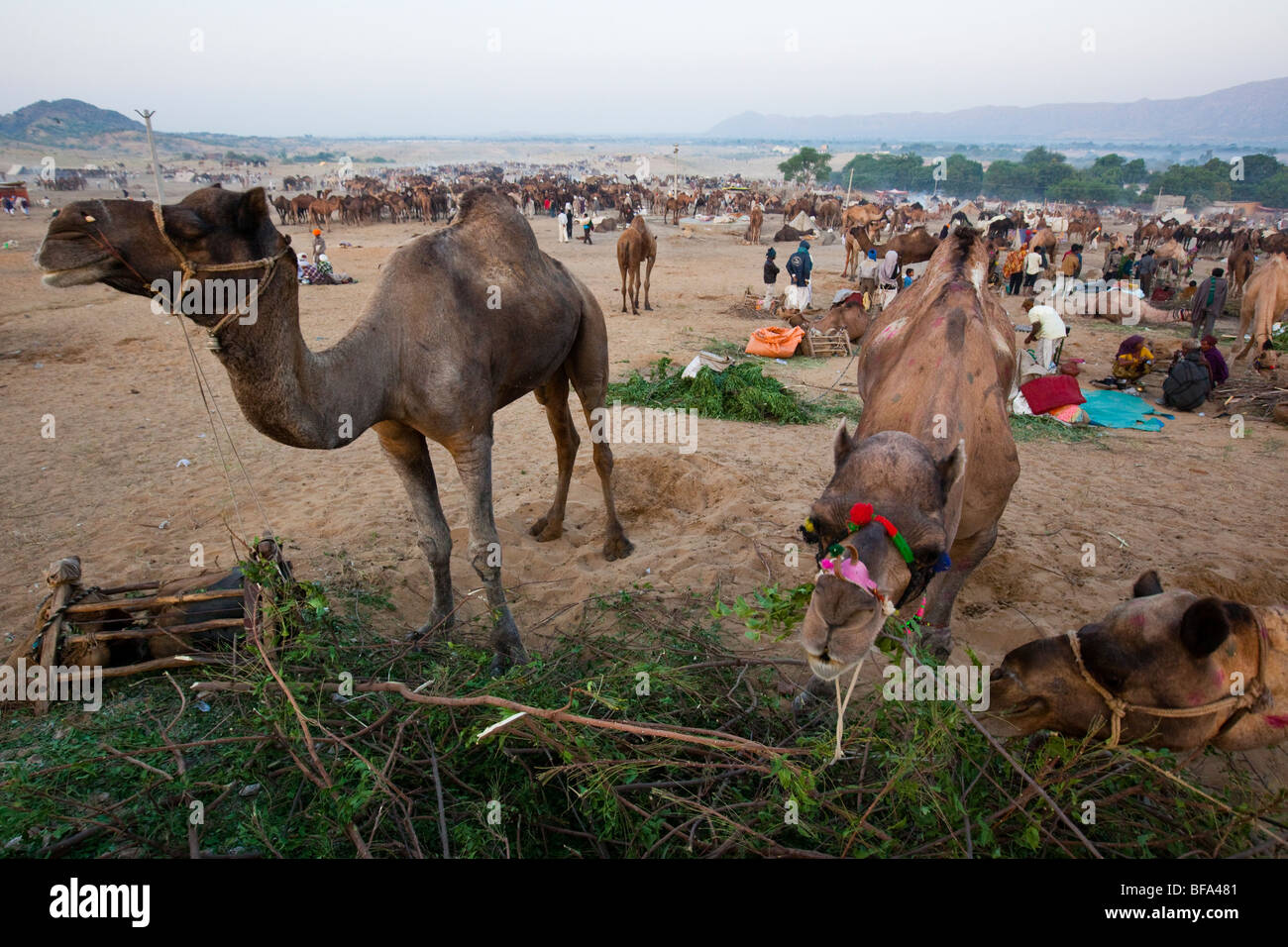 Camels eating at the Camel Fair in Pushkar India Stock Photo - Alamy