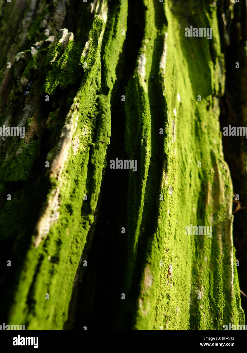green bark cortex cork rind in the sun Stock Photo - Alamy