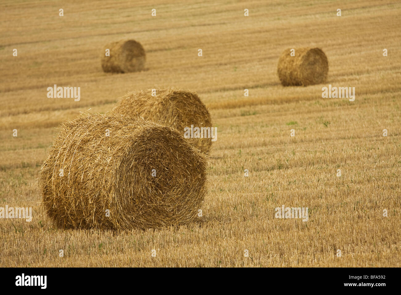 Golden hay bales Stock Photo - Alamy