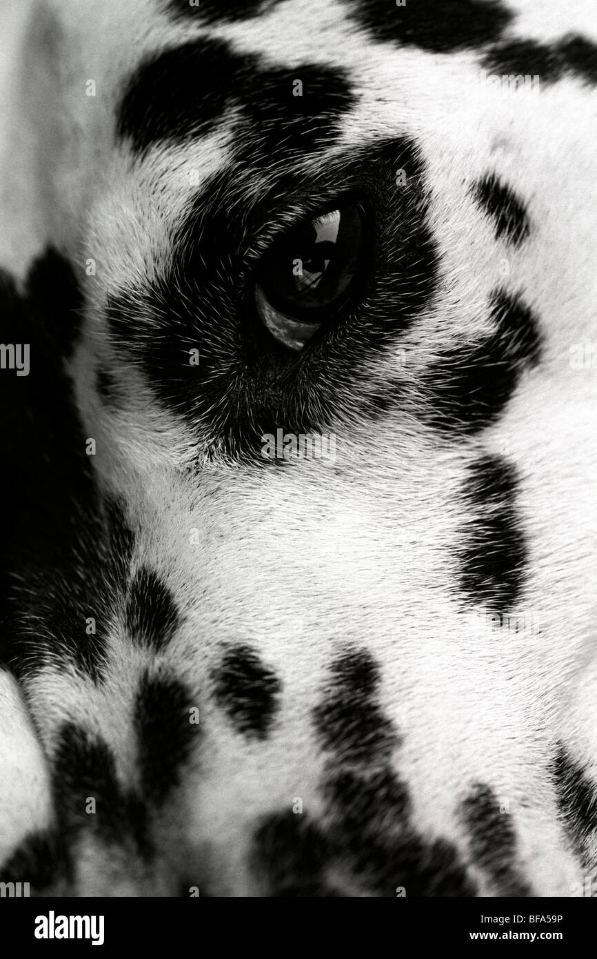 Spotty Dalmatians Dalmatian Dogs Dog High Resolution Stock Photography ...