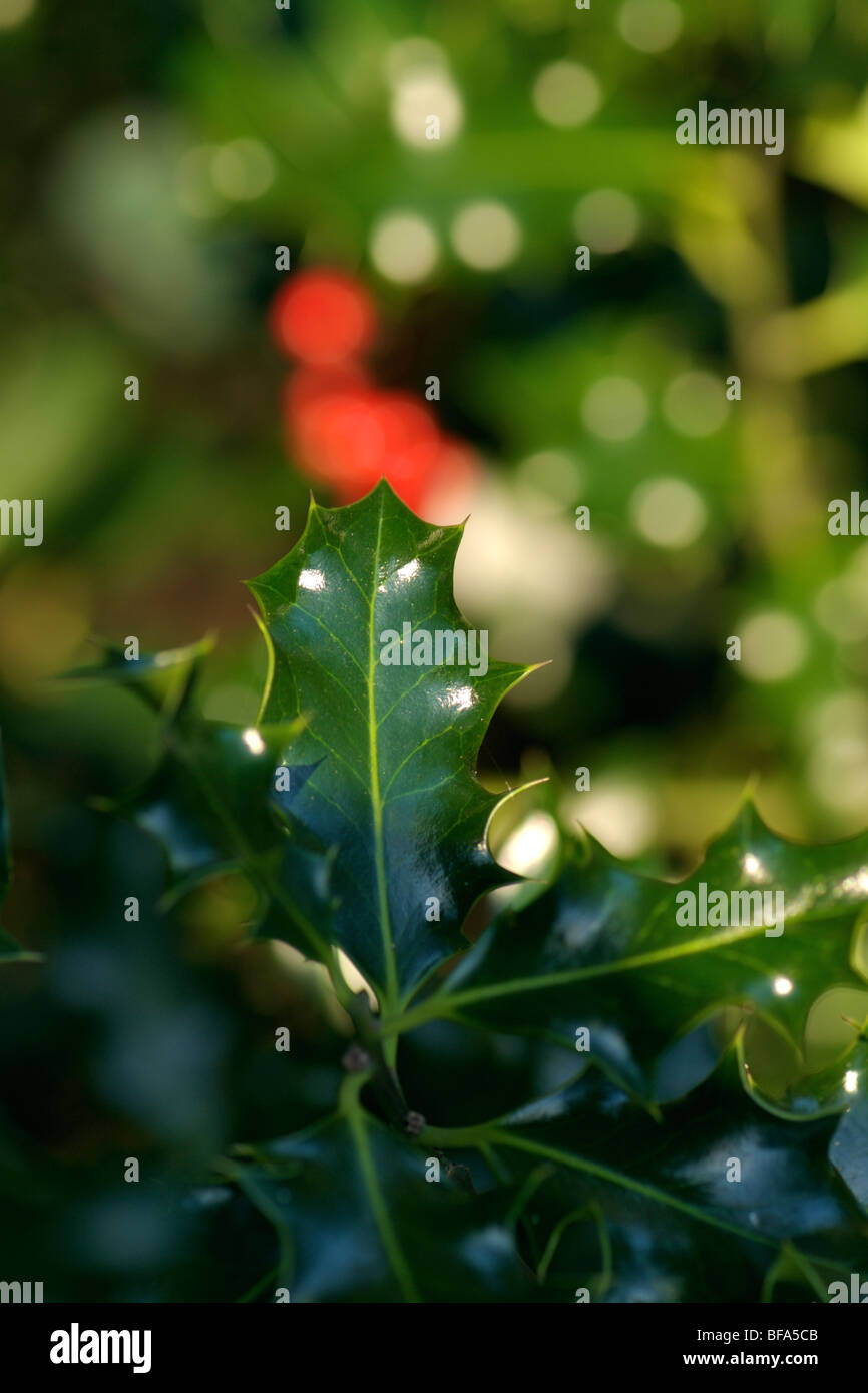 Holly tree with red berries Stock Photo - Alamy