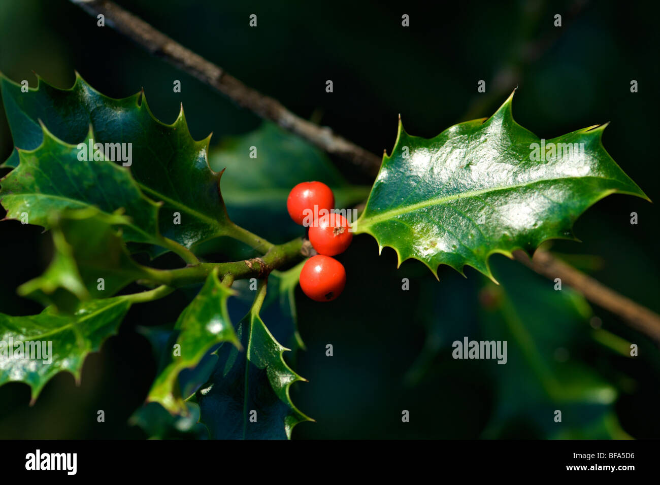 Holly tree with red berries Stock Photo - Alamy