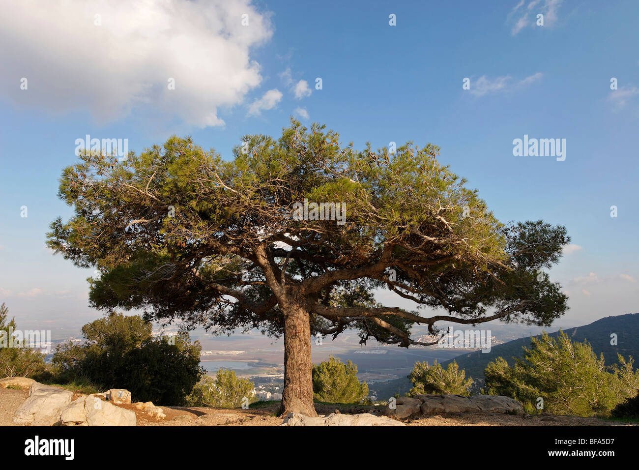 Mount Carmel. A Pine tree overlooking Haifa bay Stock Photo - Alamy