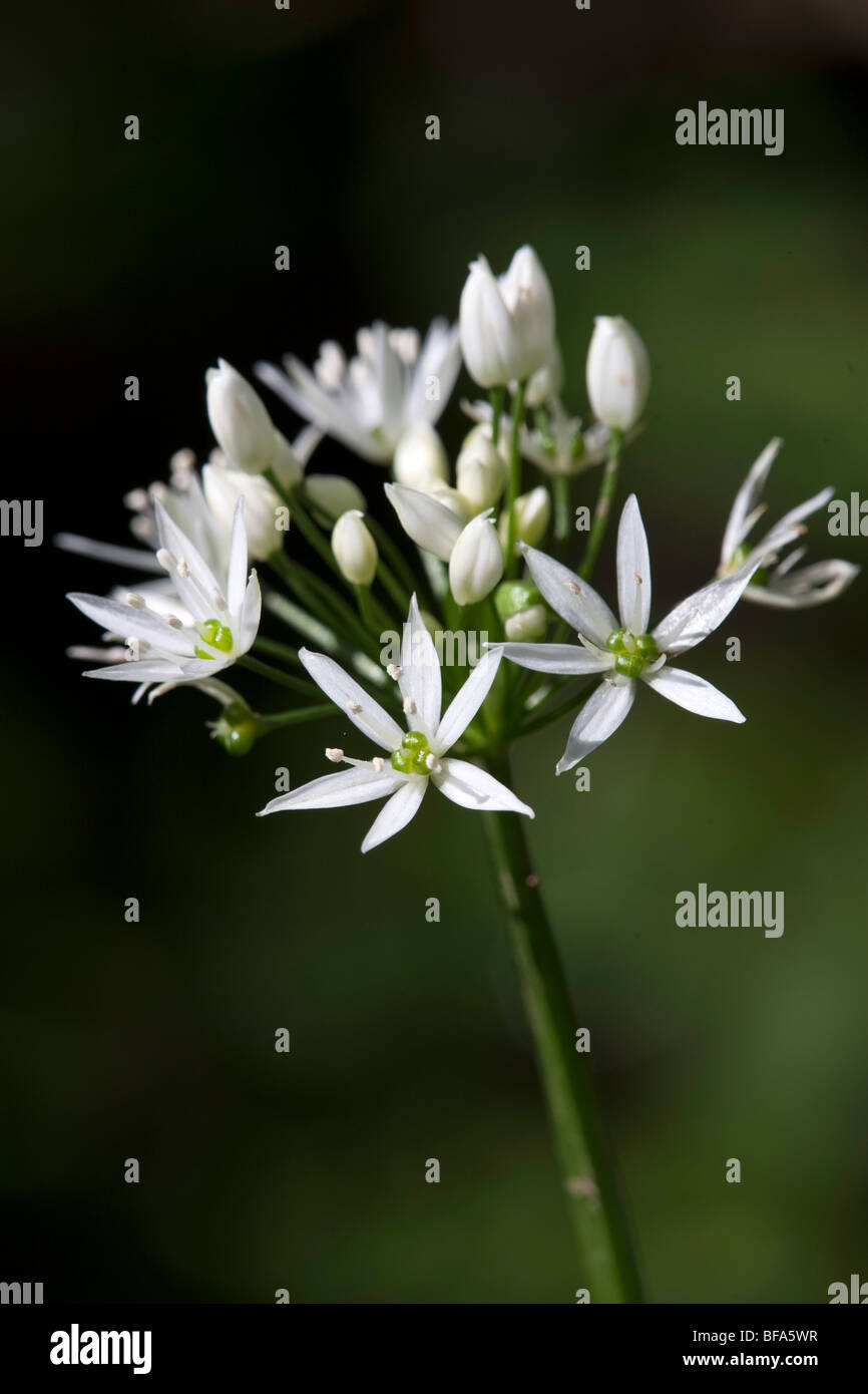 Ramsons hi-res stock photography and images - Alamy
