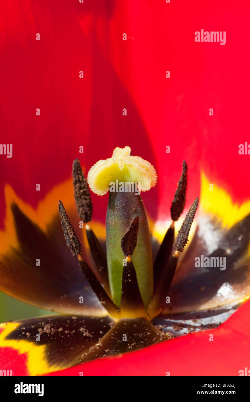 Red Tulip - Close up of stigma and stamens Stock Photo - Alamy