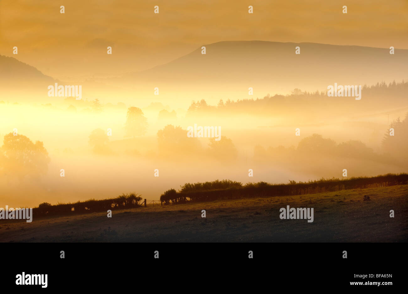 orange misty dawn with trees in the mist dark foreground Stock Photo ...