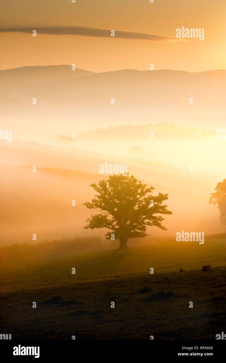 orange misty dawn with trees in the mist dark foreground Stock Photo ...