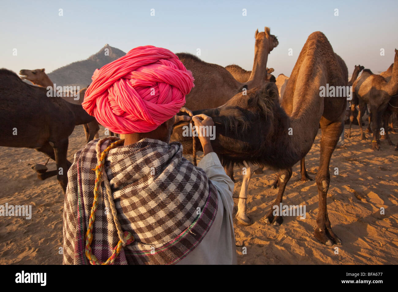 Rajput man stringing a rope through his camel's nose at the Camel Fair ...