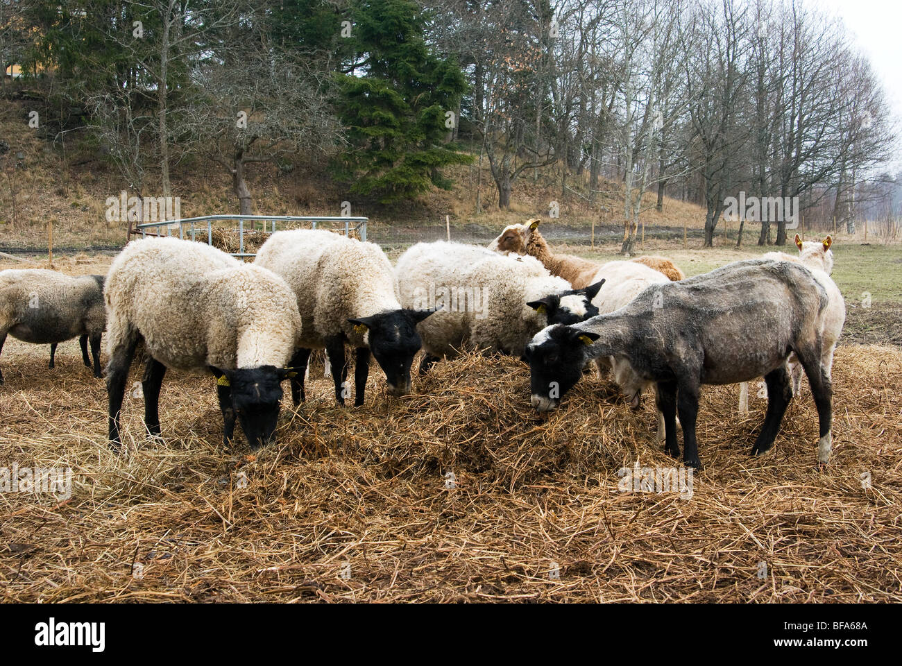 several sheep eating hay Stock Photo - Alamy