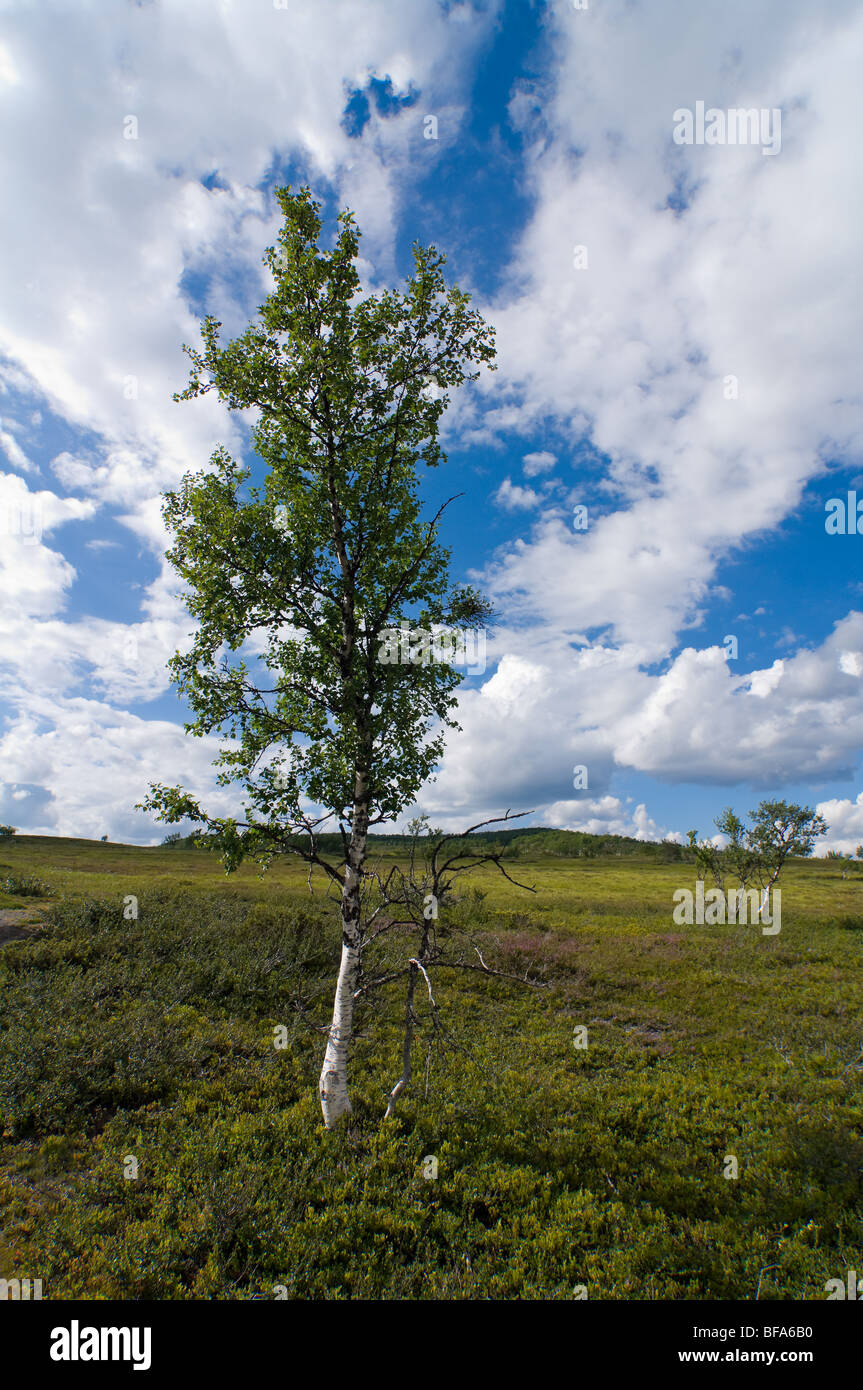 single tree in the Swedish mountain Stock Photo - Alamy
