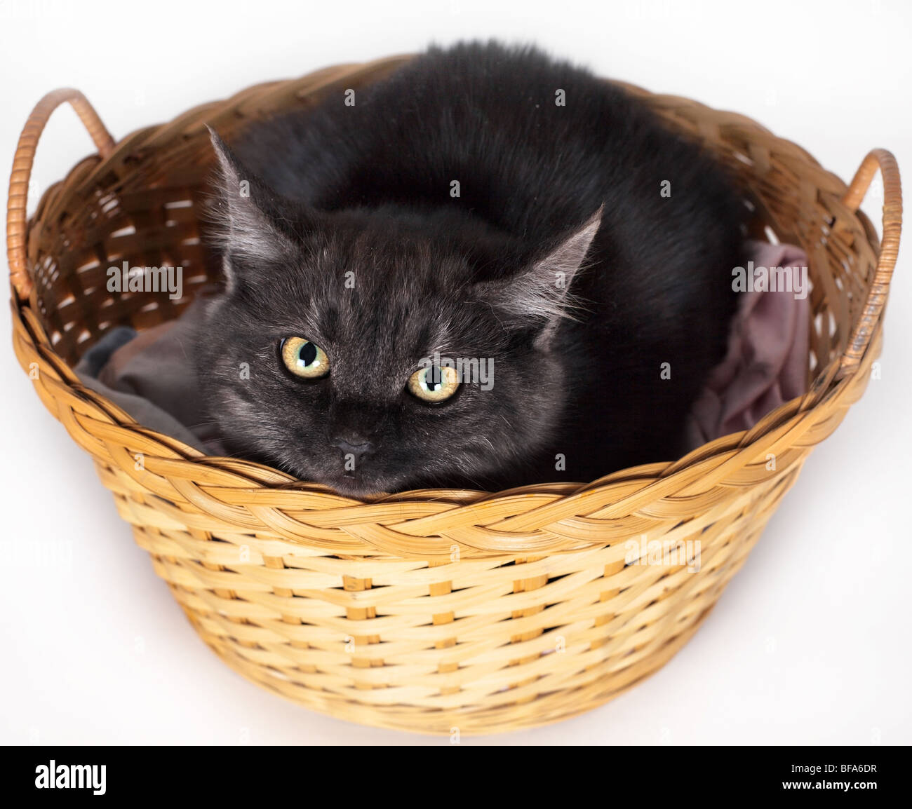 Innocent newborn domestic cat hi-res stock photography and images - Alamy