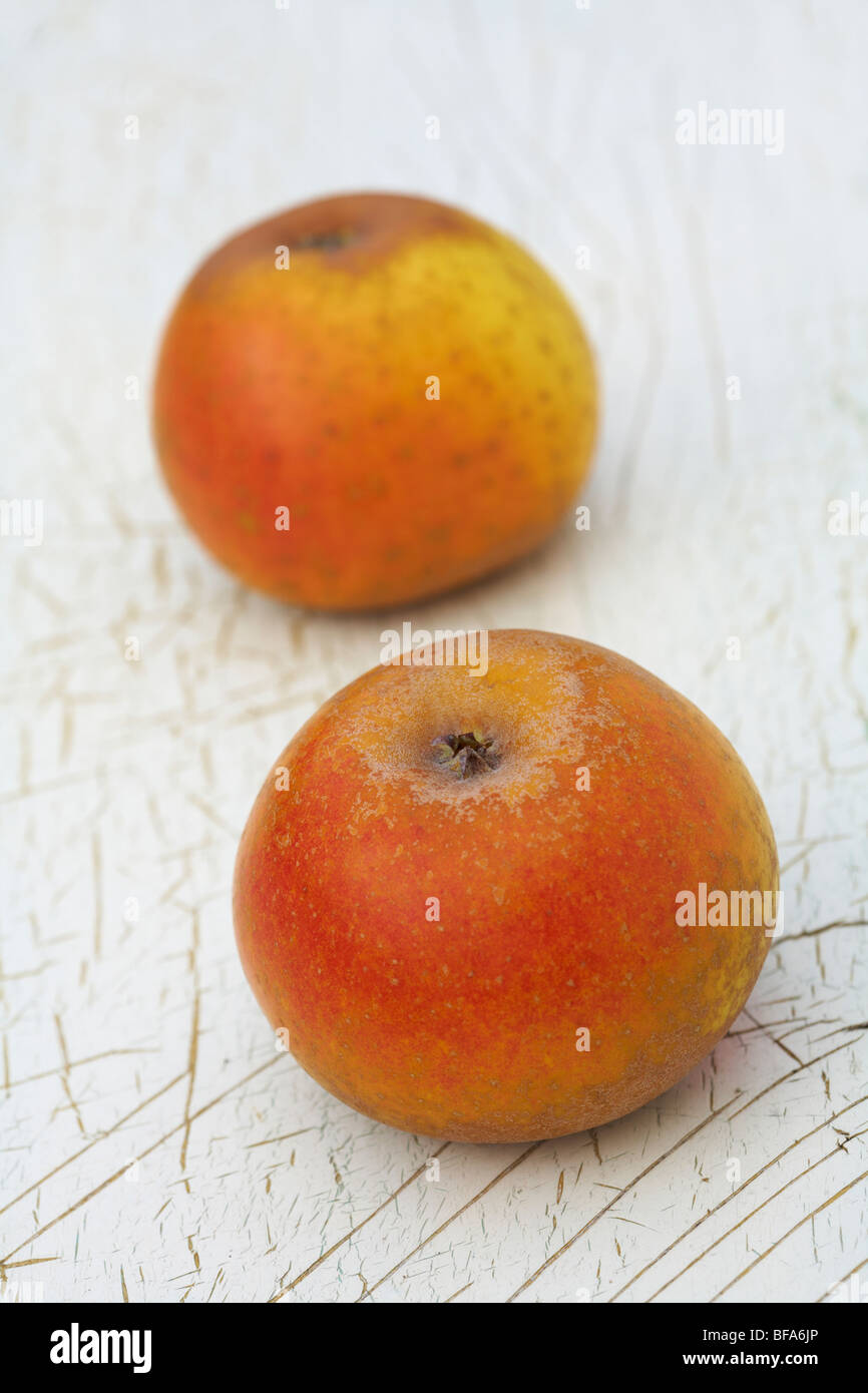 Organic Egremont Russet Desert Apple Malus Domestica Stock Photo - Alamy