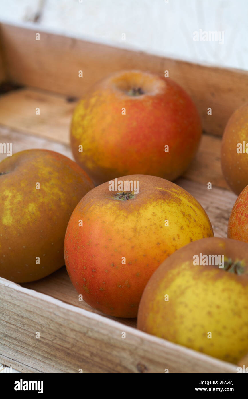 Egremont Russet Desert Apples Malus Domestica in wooden box Stock Photo ...