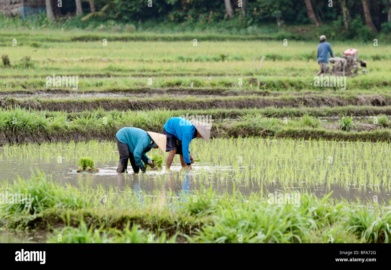 Bali rice workers hi-res stock photography and images - Alamy