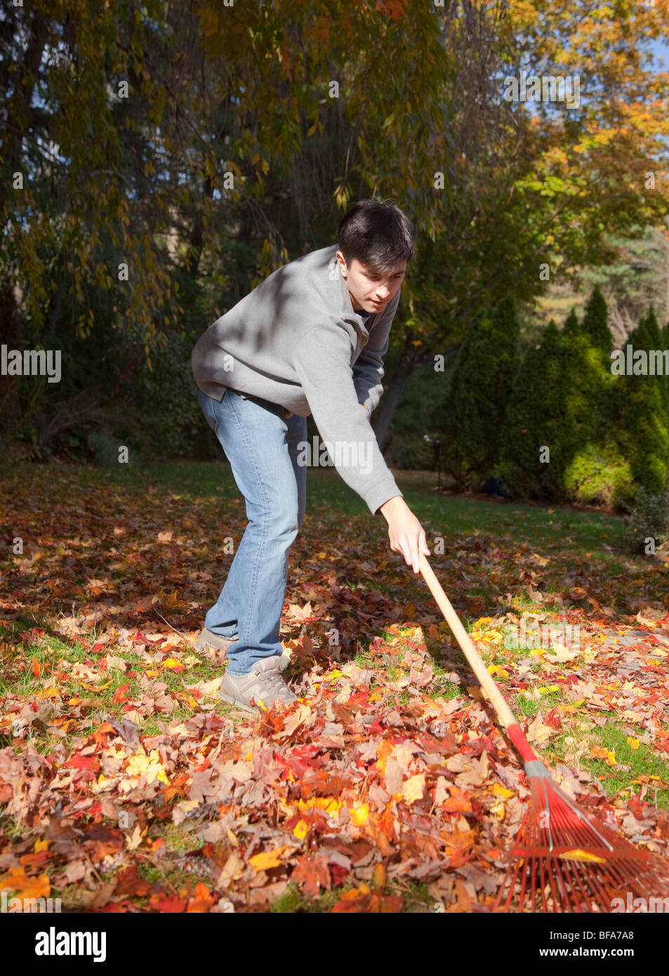 Teenage boy raking leaves in a backyard Stock Photo - Alamy
