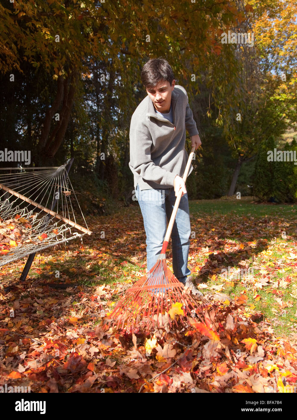 Teenage boy raking leaves Stock Photo - Alamy