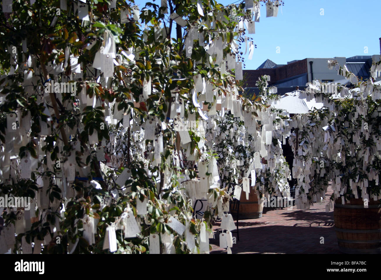 Yoko Ono Wish Tree Installation Old Pasadena California usa Stock Photo ...