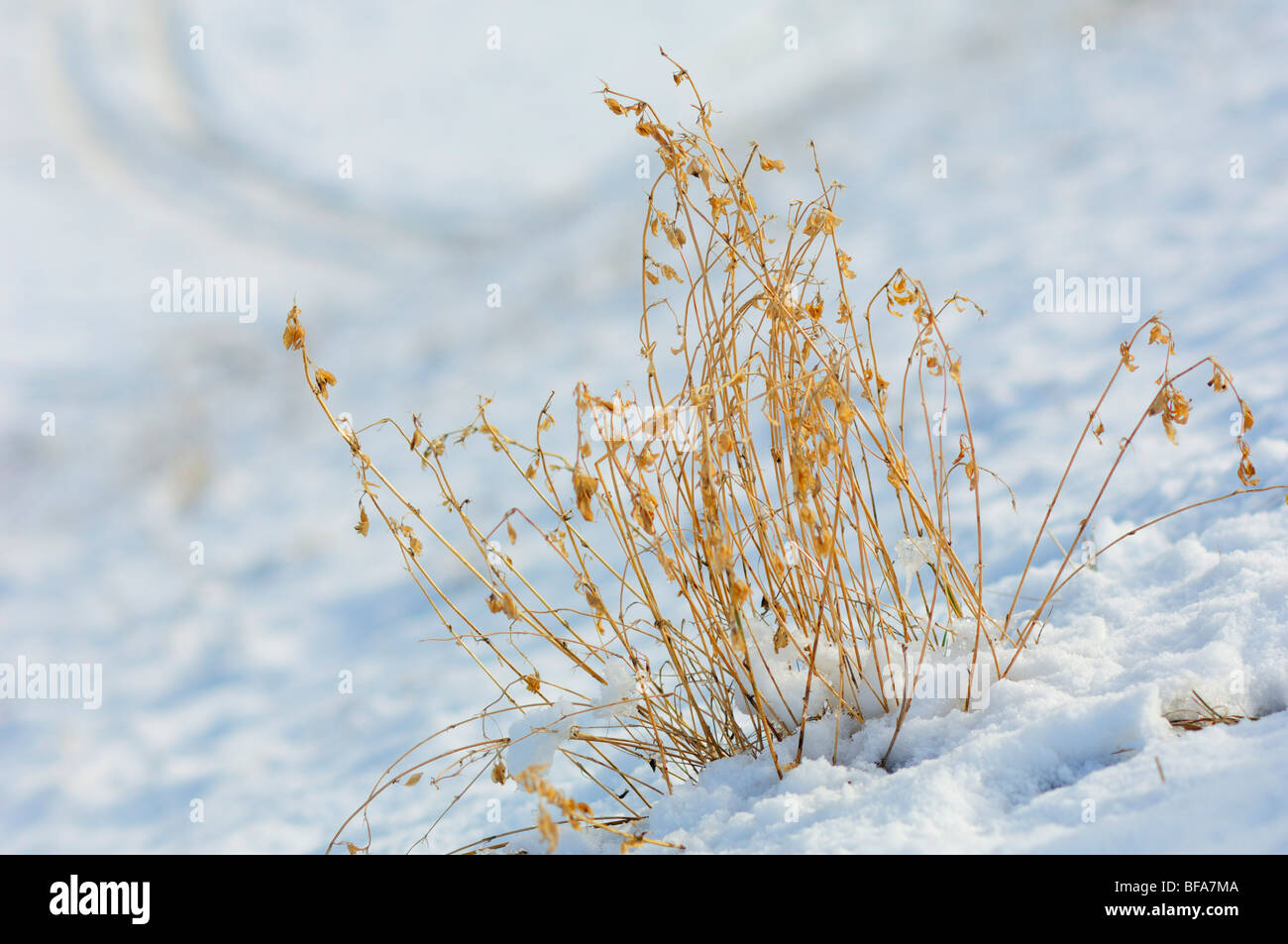 Herbage plant hi-res stock photography and images - Alamy