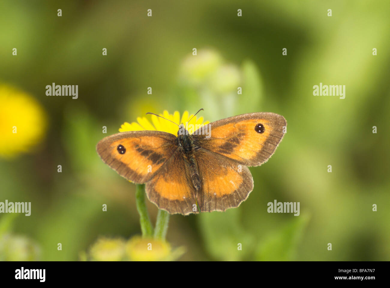 A male Gatekeeper (Pyronia tithonus) butterfly pictured in West Sussex ...