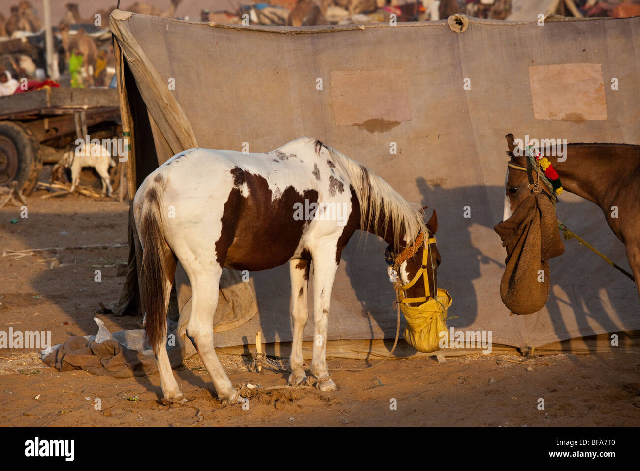 Horses at the Camel Fair in Pushkar India Stock Photo - Alamy