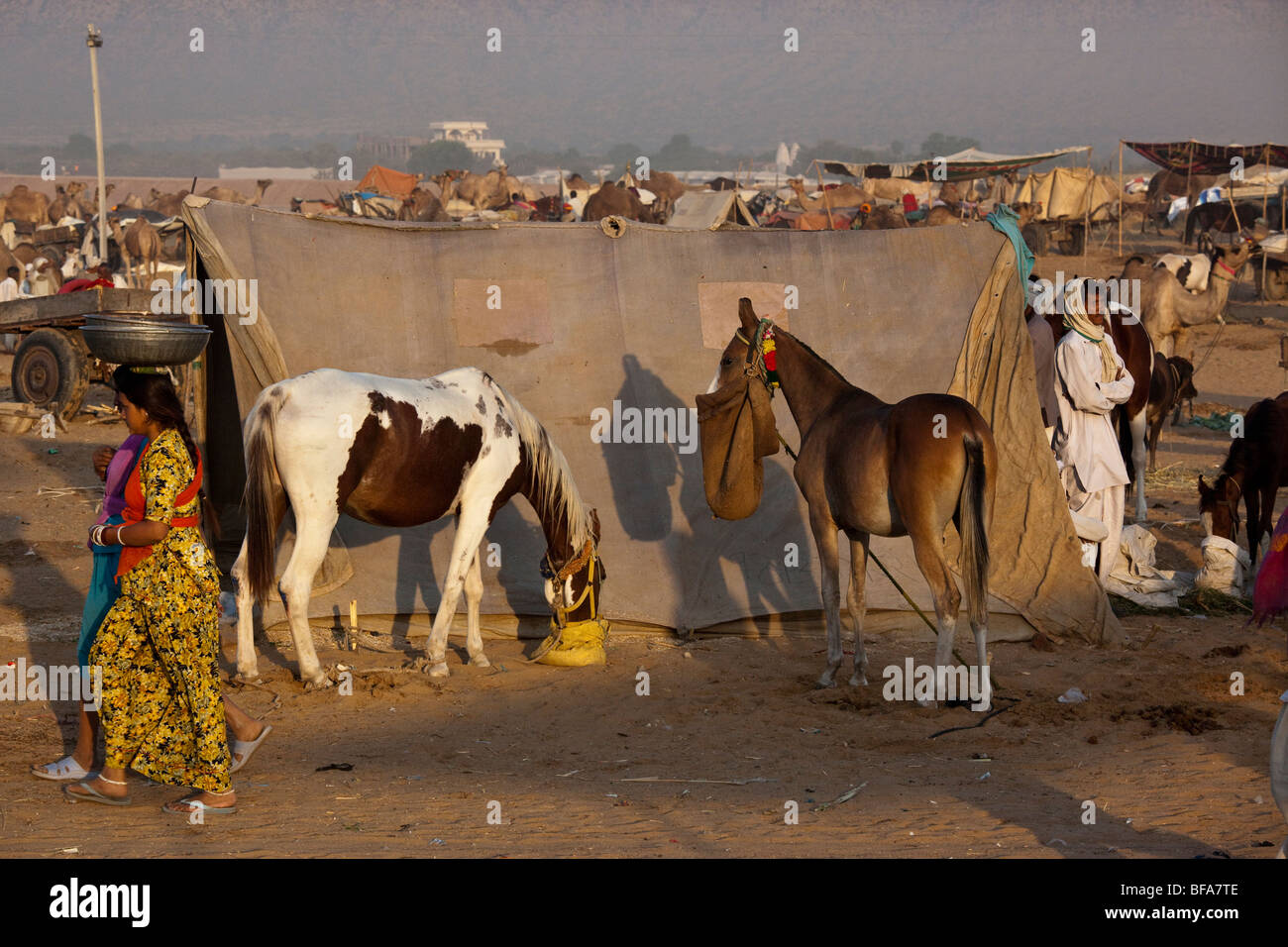 Horses at the Camel Fair in Pushkar India Stock Photo - Alamy