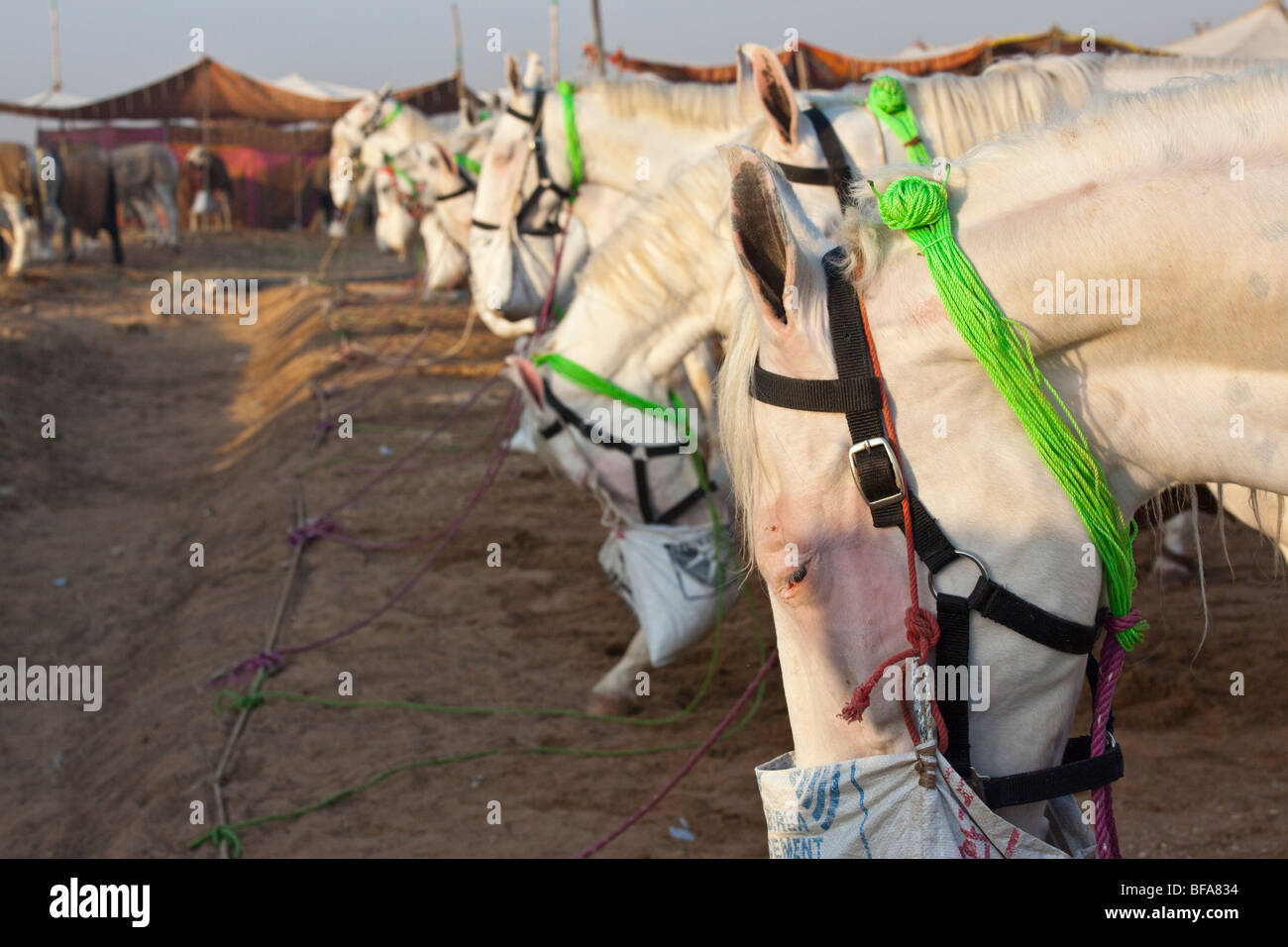 White horses at the Camel Fair in Pushkar India Stock Photo - Alamy