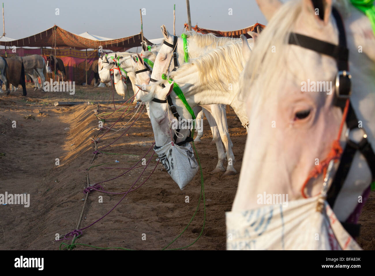 White horse pushkar fair rajasthan hi-res stock photography and images ...